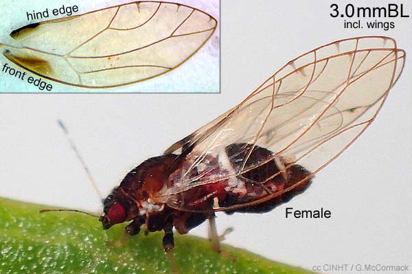 Raemaru Biodiversity Expedition • Cook Islands Natural Heritage Trust