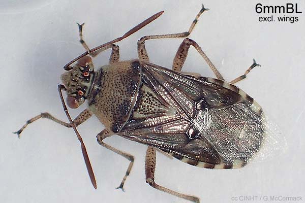 Keanui’s Biodiversity Bonanza • Cook Islands Natural Heritage Trust